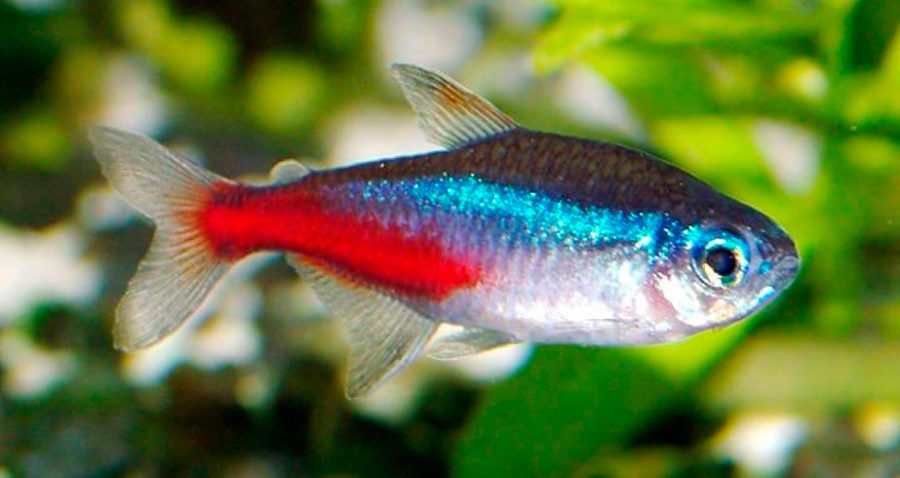 Galería de imágenes: Pez neón