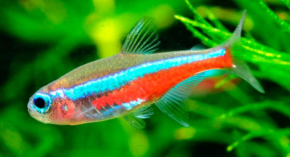 Galería de imágenes: Pez neón